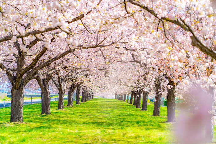 SODANE - GWに何します？北海道民に聞きました！