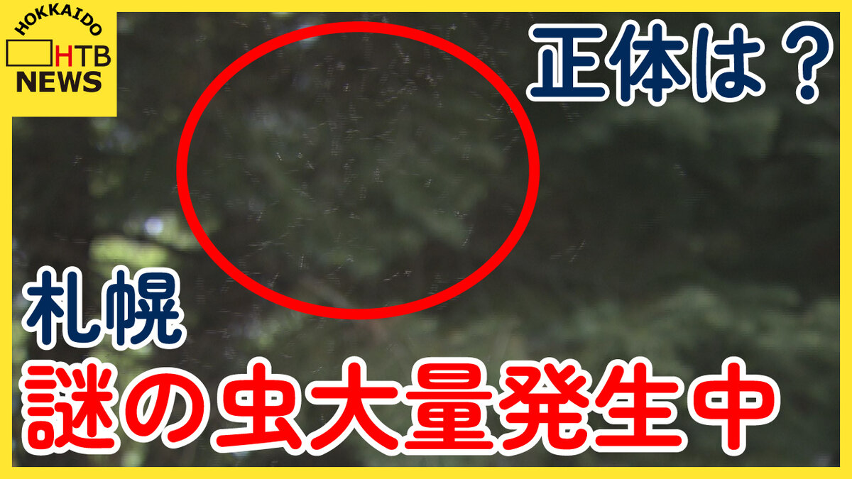 SODANE - 「服につきまくり…」札幌に謎の虫が大発生！雪虫なのか、そうじゃないのか 専門家が教えてくれました！