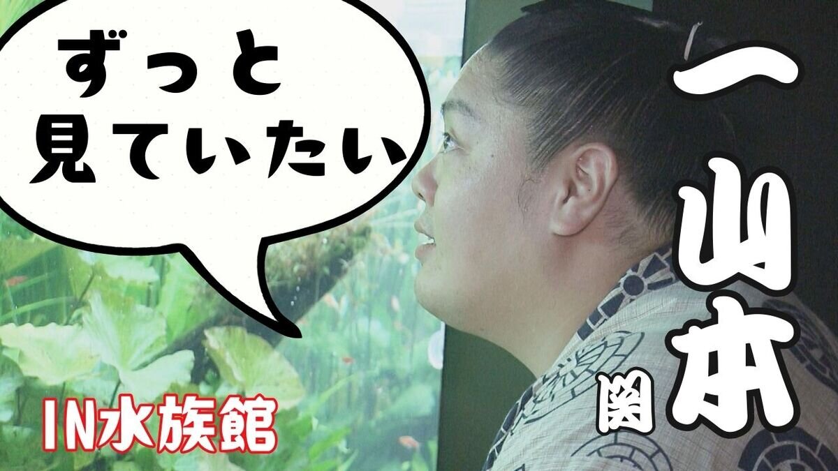 SODANE - ペンギンを見て「連れて帰りたい」と本音ポロリ 北海道の星・一山本関の意外な素顔！水族館で見せた少年のような笑顔と「分析しない」独自の相撲哲学