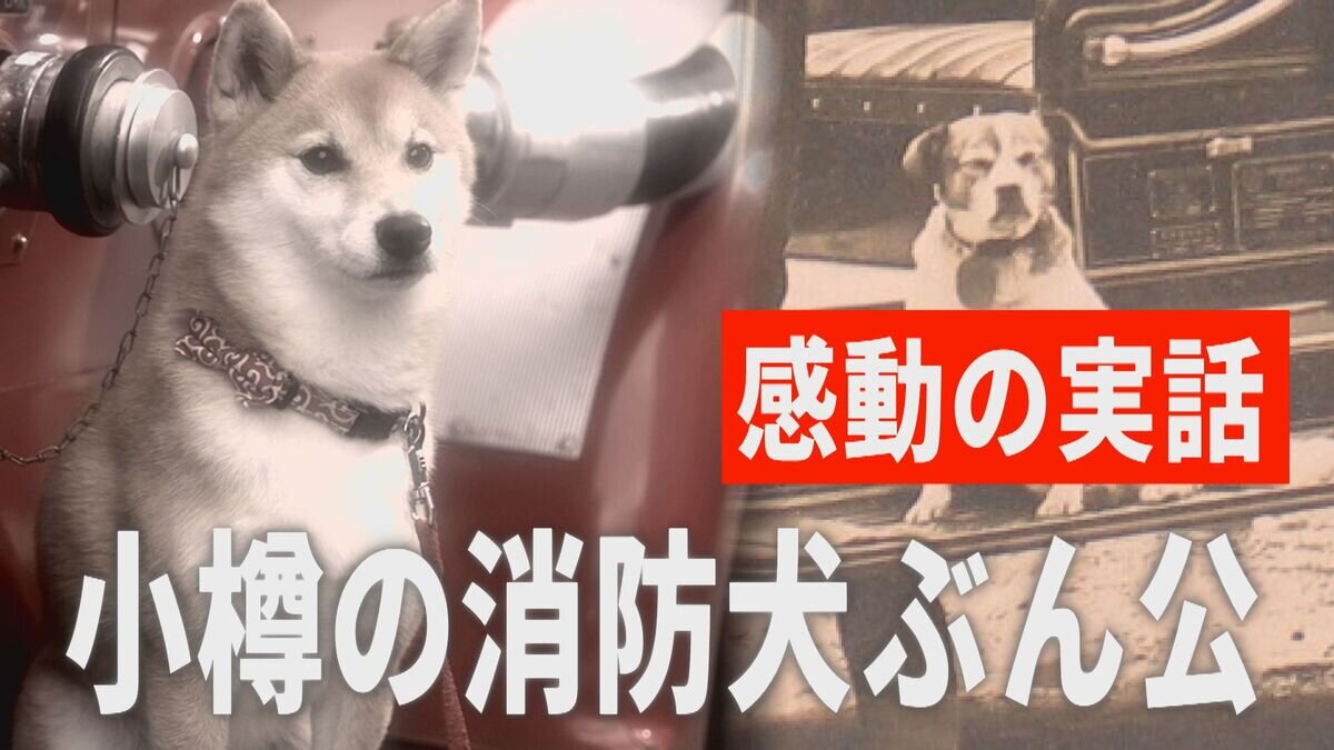 SODANE - 【北海道・小樽】出動命令に誰よりも早く反応！？昭和初期に実在した伝説のヒーロー「消防犬ぶん公」の知られざる感動秘話